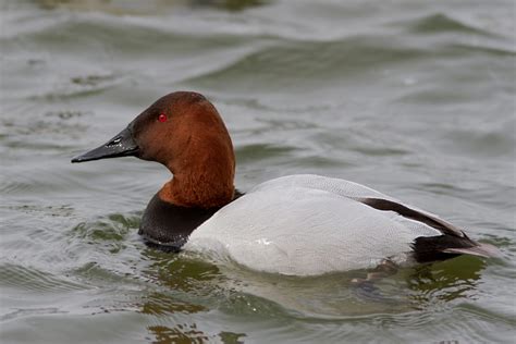 Canvasback Duck Canvasback Species Info And Hunting Ramsey Russells