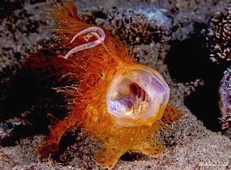 Frogfish Eating