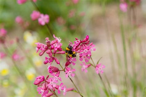 Sticky Catchfly Profile Care And Pretty Varieties Plantura