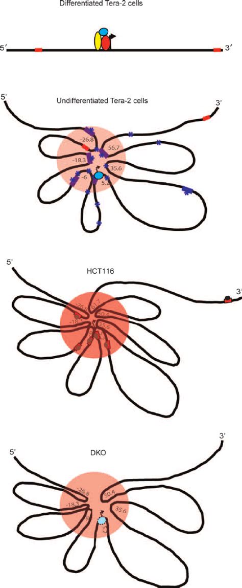 A Model For How The Spatial Chromatin Conformations Observed May Be