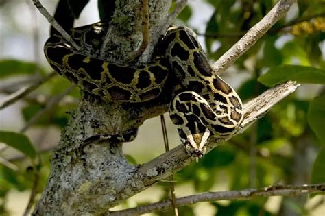Do You Need A License To Hunt Pythons In Florida Wildlife Informer