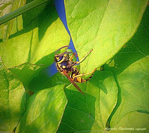 Vroege Vogels Foto Geleedpotigen Wesp Met Buit
