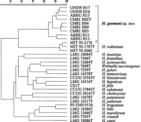 Dendrogram Derived From The Unweighed Pair Group Average Linkage Of