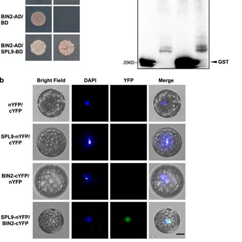 Loss Of Function Mutation In BR Biosynthesis Delays Vegetative Phase