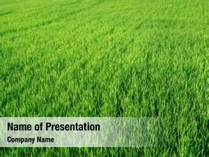 Grass Texture PowerPoint Templates Grass Texture PowerPoint Backgrounds Templates For