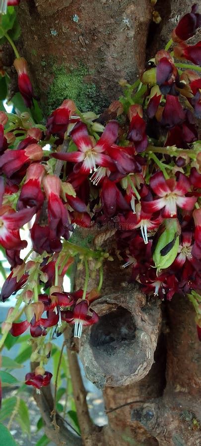Flowers That Stick And Come Out Of Tree Trunks With Unique Colors And Shapes Stock Image