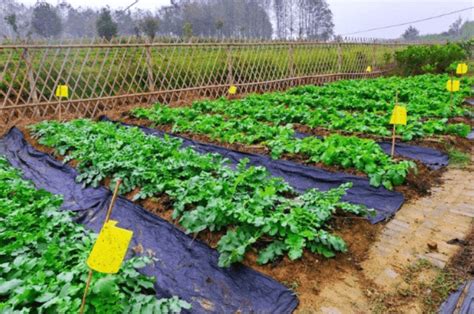 What Is Trichoderma Harzianum Biological Fertilizer Dora Agri Tech