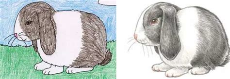 How To Draw A Realistic Rabbit Step By Step