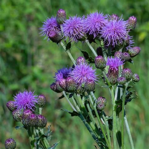 Canadian Thistle Canada Thistle Pictures Flowers Leaves