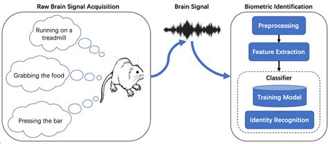 Structure Of Brain Biometric Identification System Download
