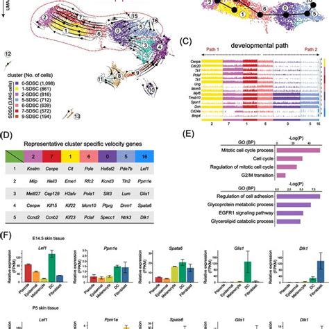 Combined Rna Velocity And Trajectory Inference Unveil The Cellular