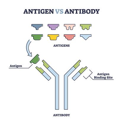 Antigen Vs Antibody With Medical Immune System Differences Outline