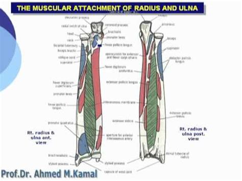 Radius Bone Muscle Attachments