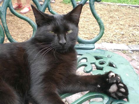 10 Amazing Facts About Polydactyl Cats Bkzpko