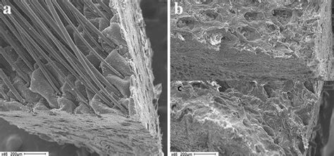 Scanning Electron Micrographs Sem Superficial View Of Wet Blue Hide