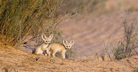 Fennec Fox Desert Adaptations At Isabel Yazzie Blog