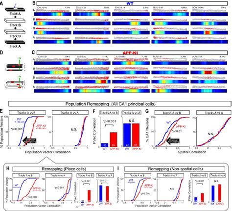 Figure From Disrupted Place Cell Remapping And Impaired Grid Cells In A Knockin Model Of