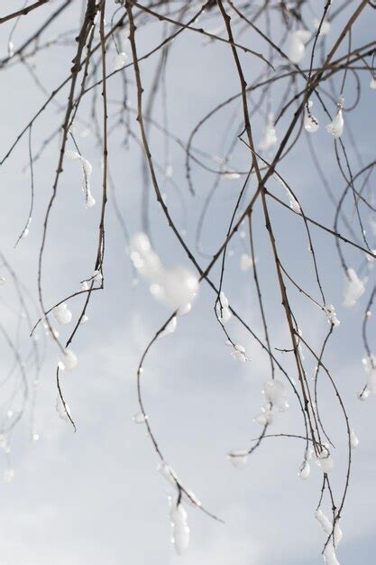 Premium Photo Branches Of Trees In Snow