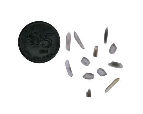 Rice Grains And Coin Object Detection Dataset And Pre Trained Model By Apu