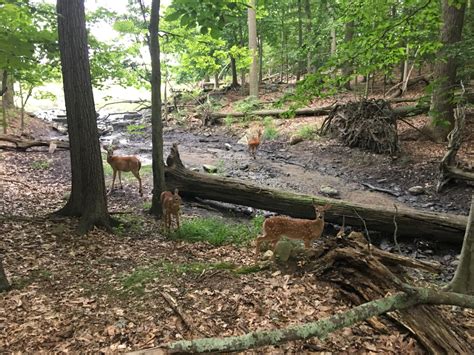 Going Native Deer Control With Missy Fabel Of Missy Fabel Ecological