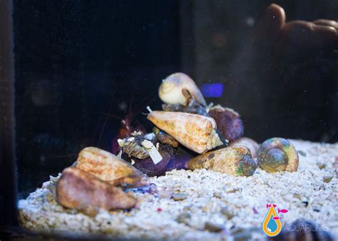 Strawberry Fighting Conch Manhattan Aquariums