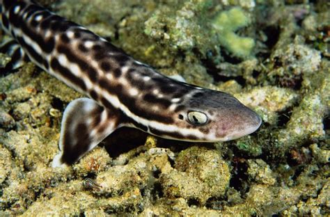 Pale Catshark