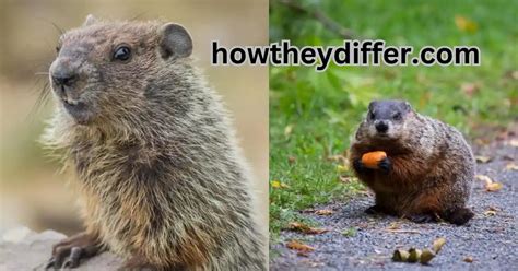 Difference Between Gopher And Groundhog 4 Sneaky Differences