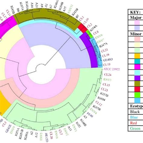 Unrooted Neighbor Joining Dendrogram Based On Gtg5 Analysis Major