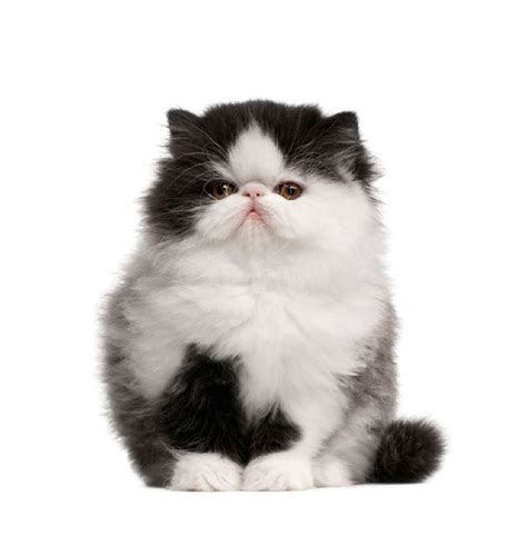 Persian extreme punch face kitten – Artofit