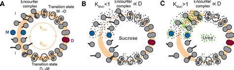 Model For The Dimerization Equilibrium Via Domain Swapping Of Protl