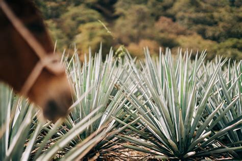 Anna Wick Photography