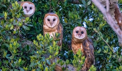Owl Predators Who Hunts The Hunters