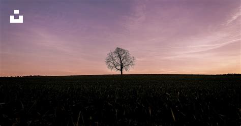 보라색 구름 아래 회색 나무 사진 Unsplash의 무료 프라우엔펠트 이미지