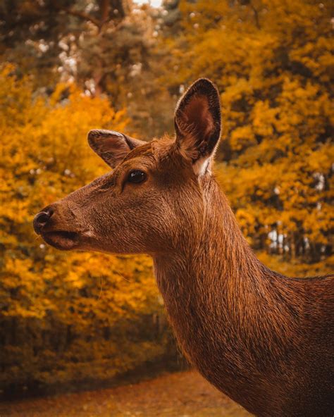 100 Free Fall Deer And Fall Images Pixabay