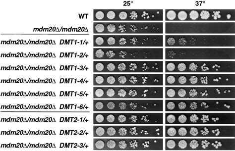 —dmt1 And Dmt2 Dominant Mutations Suppress The Temperature Sensitive