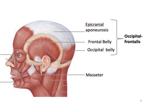 Epicranial Aponeurosis