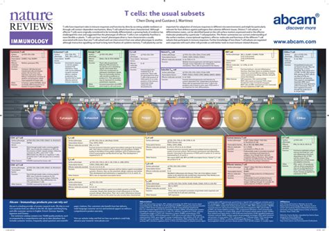 T Cell Subsets Markers Regulators And Functions