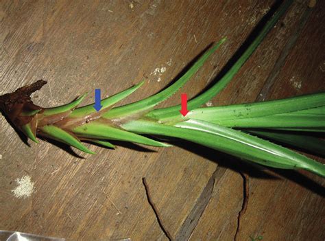 Auricle Plant