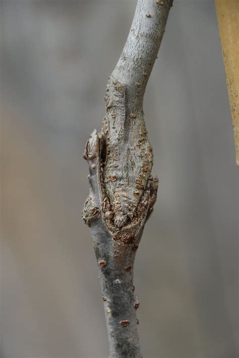The Camperdown Elm A Contorted Cultivar — Newport Tree Conservancy