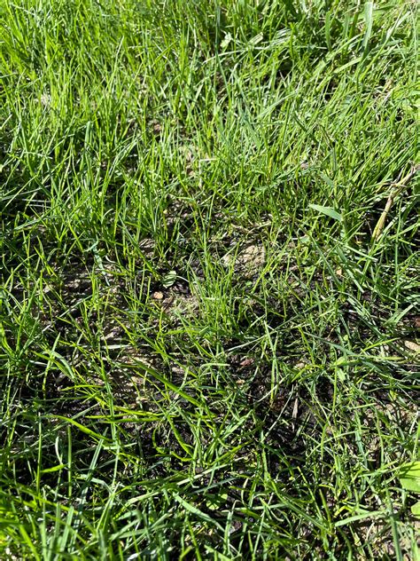 Spot Treated A Couple Dirt Patches A Few Weeks Ago Will This New Seed