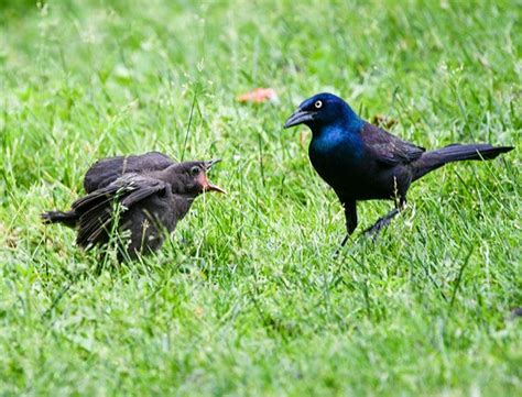 Grackle Vs Crow Understanding The Differences Between These Two Common