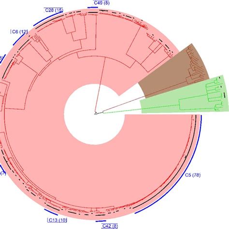 Phylogenetic Reconstruction Of 452 M Tuberculosis Complex Isolates