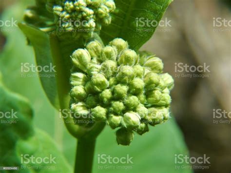 Kuncup Bunga Milkweed Foto Stok Unduh Gambar Sekarang Alam Amerika Serikat Amerika Utara