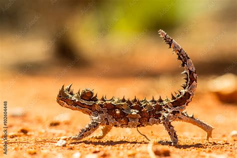 Desert Thorny Devil