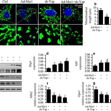 Mst1 Overexpression And Yap Knockdown Mediate Mitochondrial Dysfunction Download Scientific