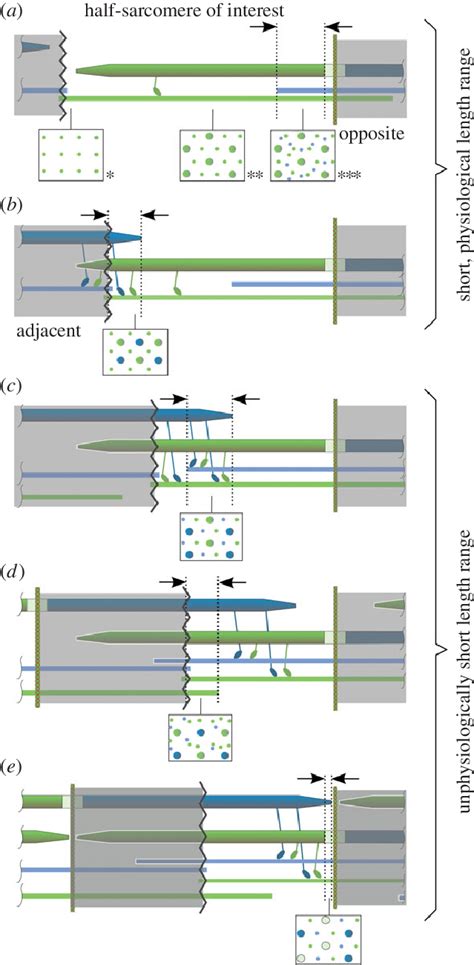 Schematic Of Proposed Myosin Thick And Actin Thin Filament Sliding