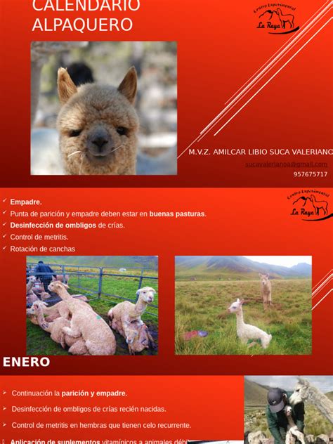 Calendario Alpaquero Pdf