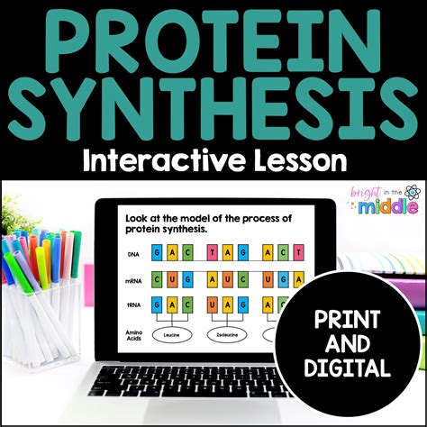 Protein Synthesis Lesson Interactive Bright In The Middle