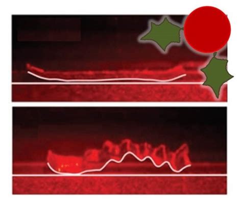 Light Driven Soft Robotics Mimics Caterpillar Locomotion