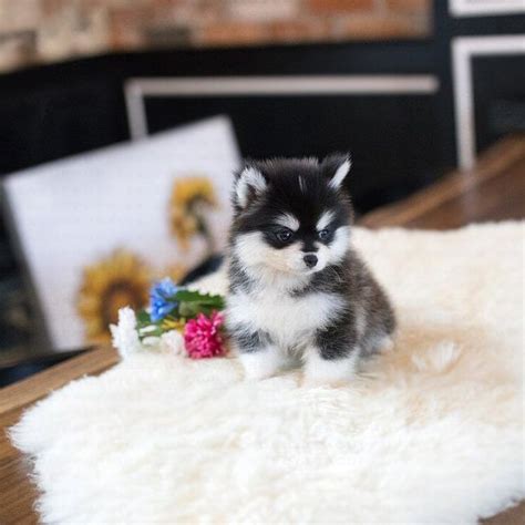 Teacup Pomsky Puppies